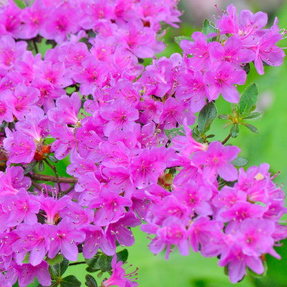Purple Azalea japonica Patio Tree | Japanese Azalea Tree – Gardeners Dream