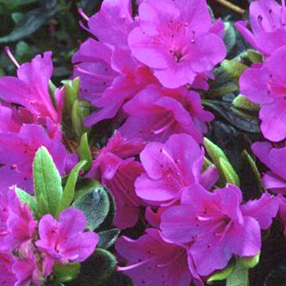Purple Azalea japonica Patio Tree | Japanese Azalea Tree – Gardeners Dream