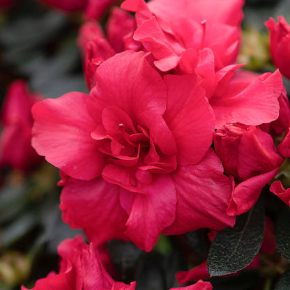 Red Azalea japonica Patio Tree | Japanese Azalea Tree – Gardeners Dream
