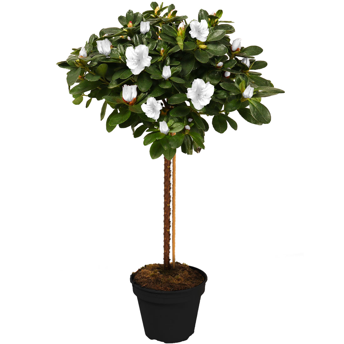 White Azalea japonica Patio Tree | Japanese Azalea Tree – Gardeners Dream