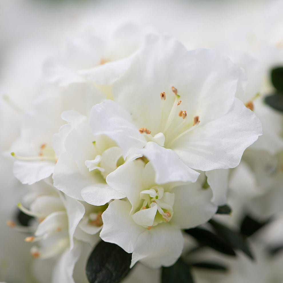 White Azalea japonica Patio Tree | Japanese Azalea Tree – Gardeners Dream