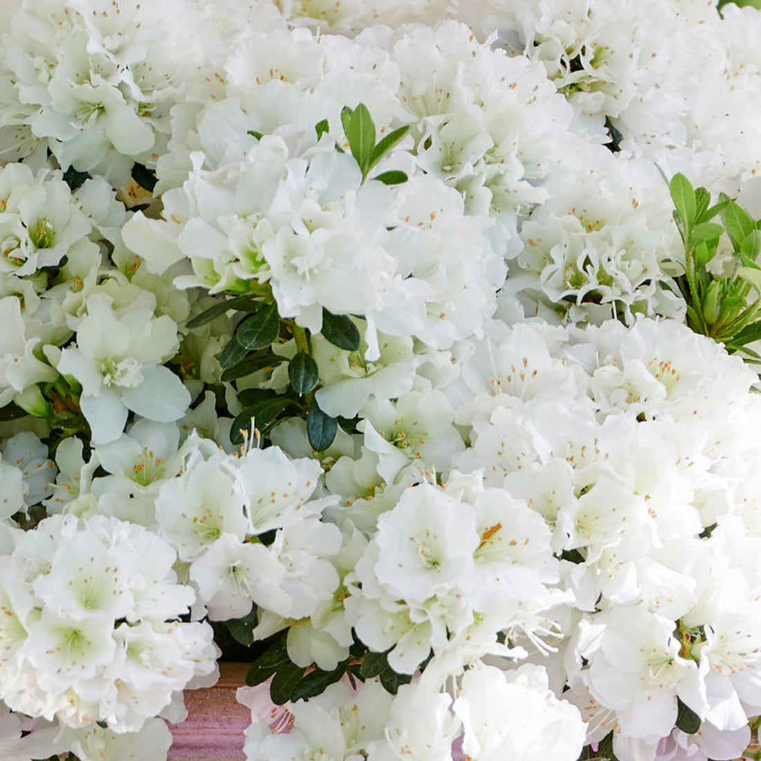 White Azalea japonica Patio Tree | Japanese Azalea Tree – Gardeners Dream