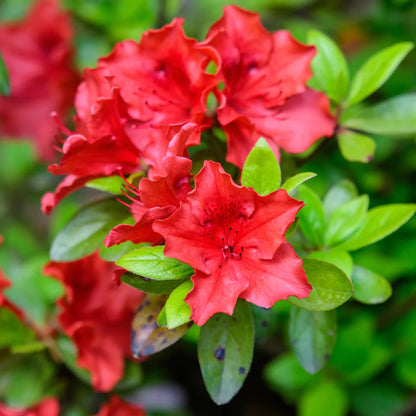 Azalea 'Arabesk' | Azalea – Gardeners Dream