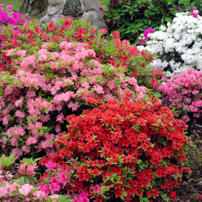 Azalea Mix | Mixed Varieties – Gardeners Dream
