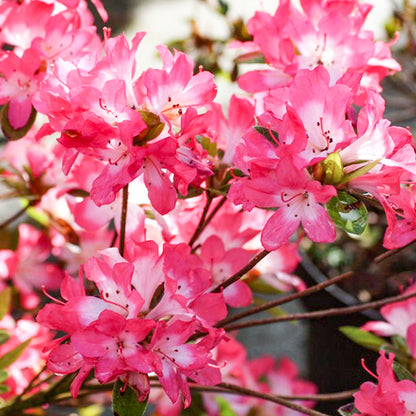 Azalea 'Izumi-no-mai' | Azalea – Gardeners Dream