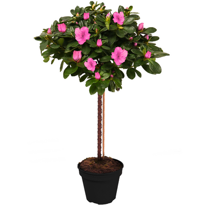 Pink Azalea japonica Patio Tree | Japanese Azalea Tree – Gardeners Dream