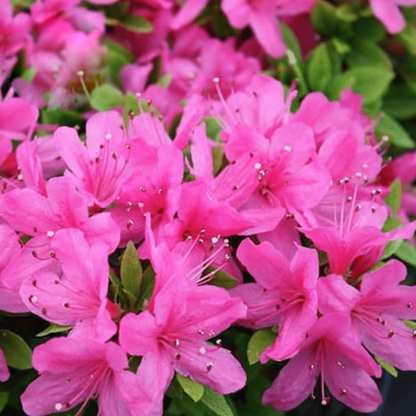 Pink Azalea japonica Patio Tree | Japanese Azalea Tree – Gardeners Dream