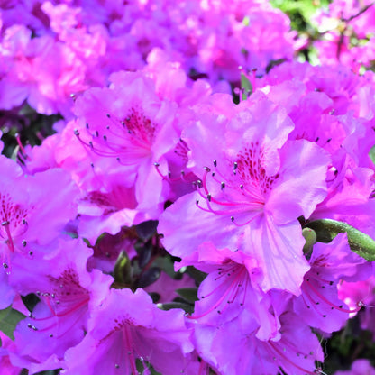 Azalea 'Konigstein' | Evergreen Azalea – Gardeners Dream