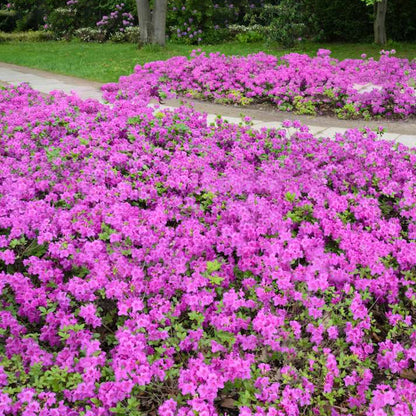 Azalea 'Konigstein' | Evergreen Azalea – Gardeners Dream