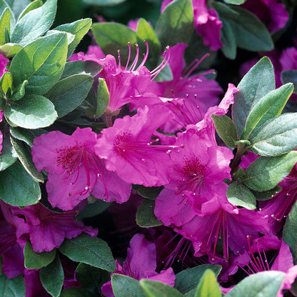 Azalea 'Konigstein' | Evergreen Azalea – Gardeners Dream