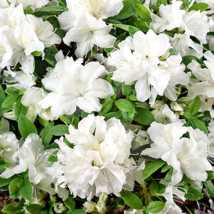 Azalea 'Pleasant White' | Azalea – Gardeners Dream