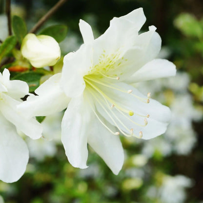 Azalea 'Pleasant White' | Azalea – Gardeners Dream