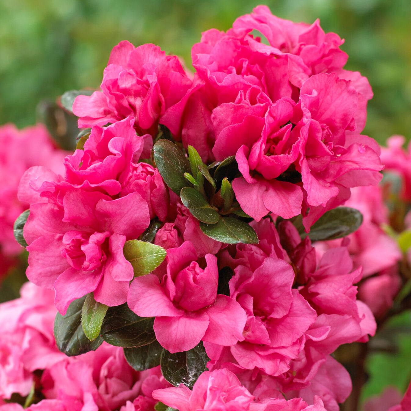 Azalea 'Rokoko' | Azalea – Gardeners Dream