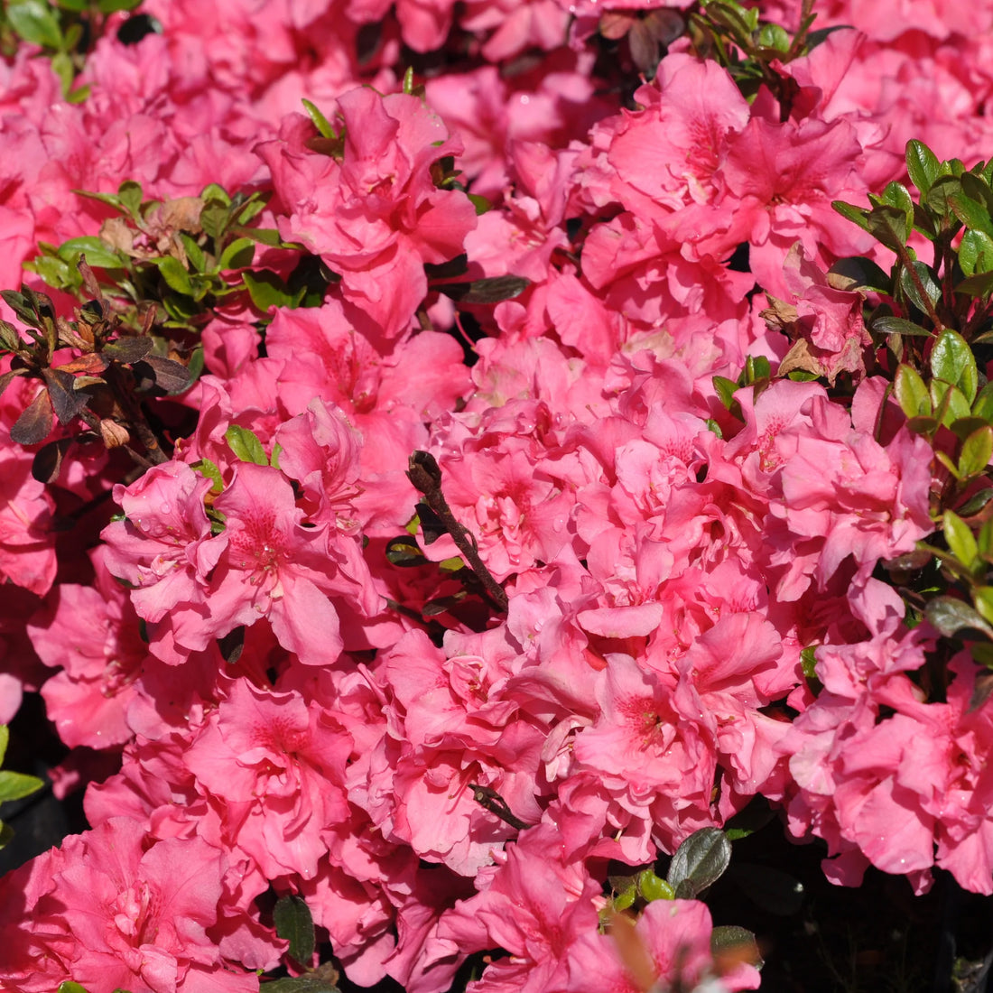 Azalea 'Rokoko' | Azalea – Gardeners Dream
