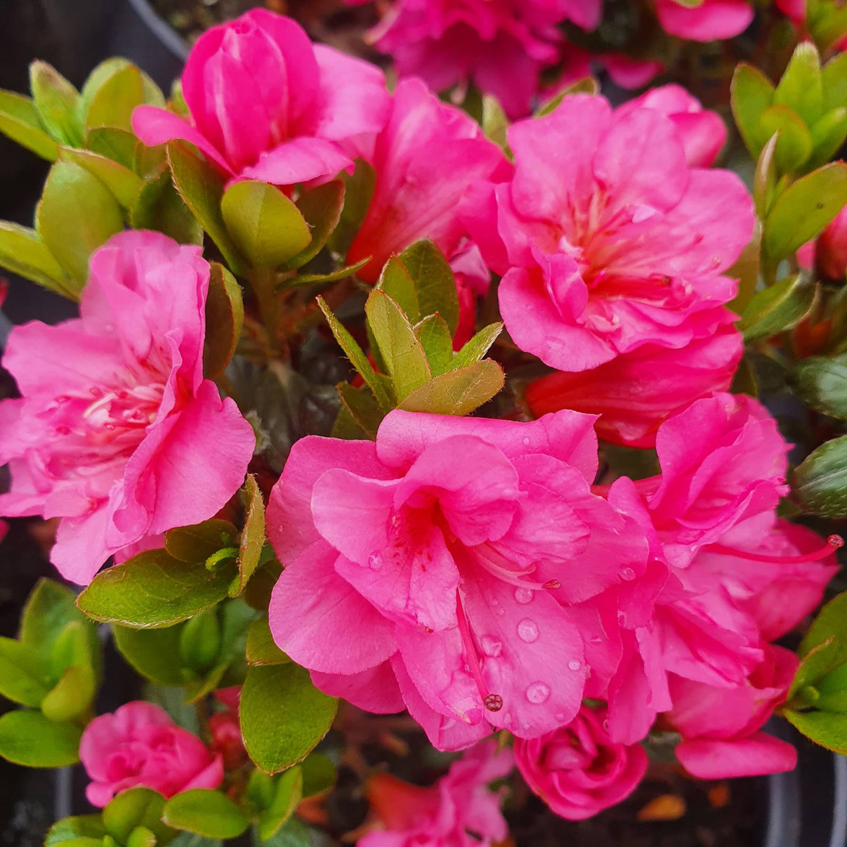 Azalea 'Rokoko' | Azalea – Gardeners Dream