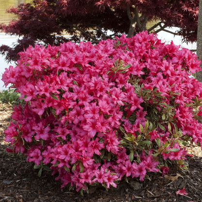 Azalea 'Silver Sword' | Azalea – Gardeners Dream