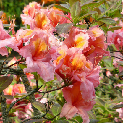 Azalea 'Strawberry Ice' | Azalea – Gardeners Dream