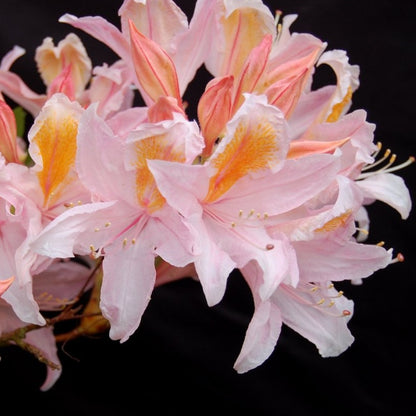 Azalea 'Strawberry Ice' | Azalea – Gardeners Dream