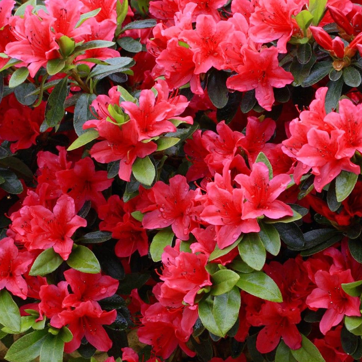 Azalea 'Red' | Japanese Azalea – Gardeners Dream