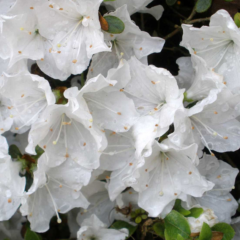 Azalea 'White' | Japanese Azalea – Gardeners Dream