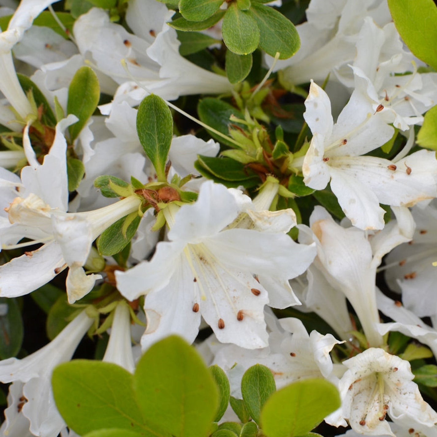 Azalea 'White' | Japanese Azalea – Gardeners Dream