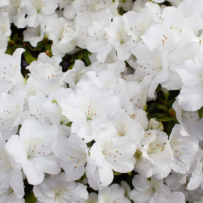 Azalea 'White' | Japanese Azalea – Gardeners Dream