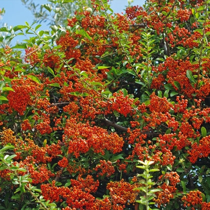 Mountain Ash Rowan Bare Root Hedge | Rowan – Gardeners Dream