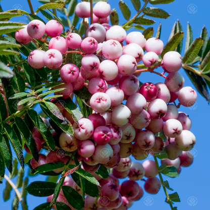 Sorbus hupehensis | Hupeh Rowan Tree – Gardeners Dream