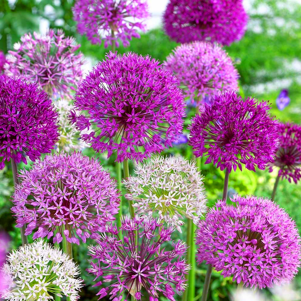 Allium Garden Mix | Ornamental Onions – Gardeners Dream