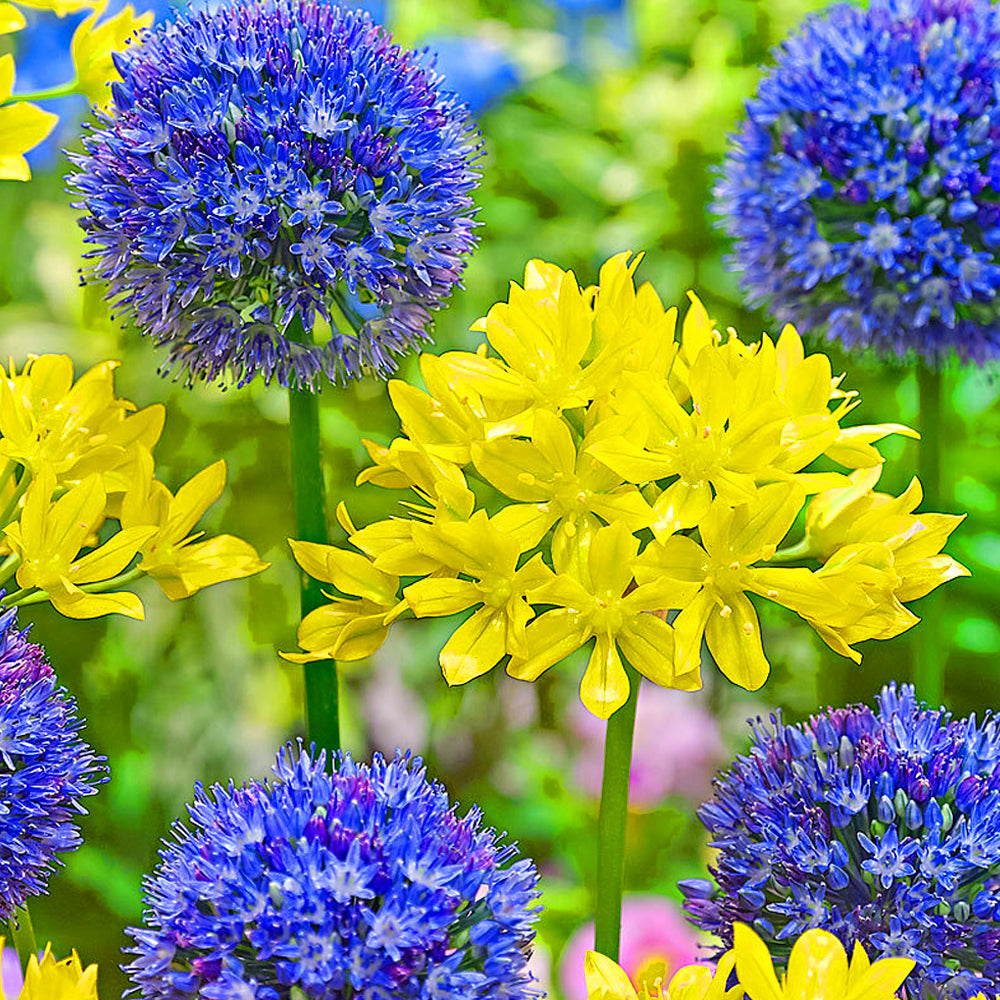 Allium Garden Mix | Ornamental Onions – Gardeners Dream