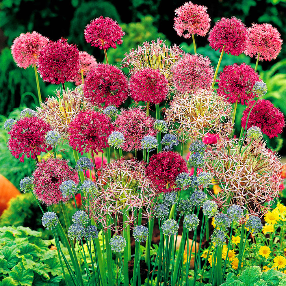 Allium Garden Mix | Ornamental Onions – Gardeners Dream
