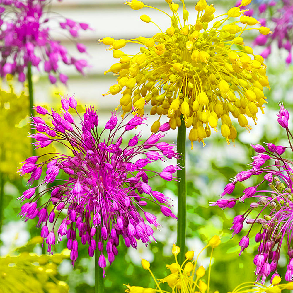 Allium Garden Mix | Ornamental Onions – Gardeners Dream
