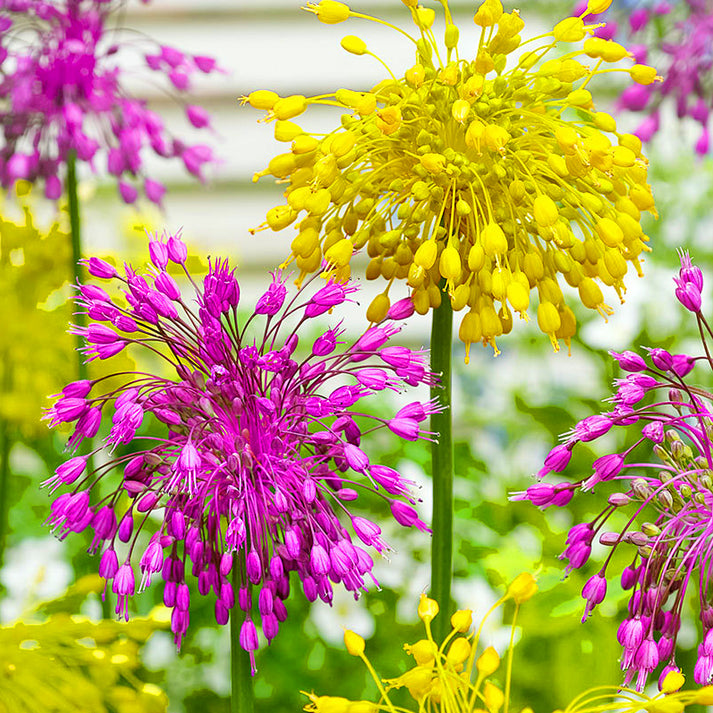 Allium Garden Mix | Ornamental Onions – Gardeners Dream