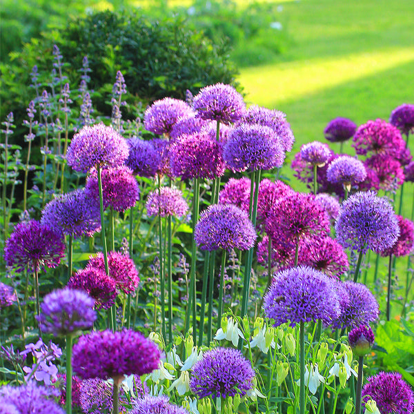 Allium Garden Mix | Ornamental Onions – Gardeners Dream