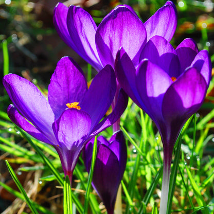 Crocus 'Ruby Giant' | Early Crocus – Gardeners Dream