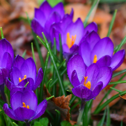 Crocus 'Ruby Giant' | Early Crocus – Gardeners Dream