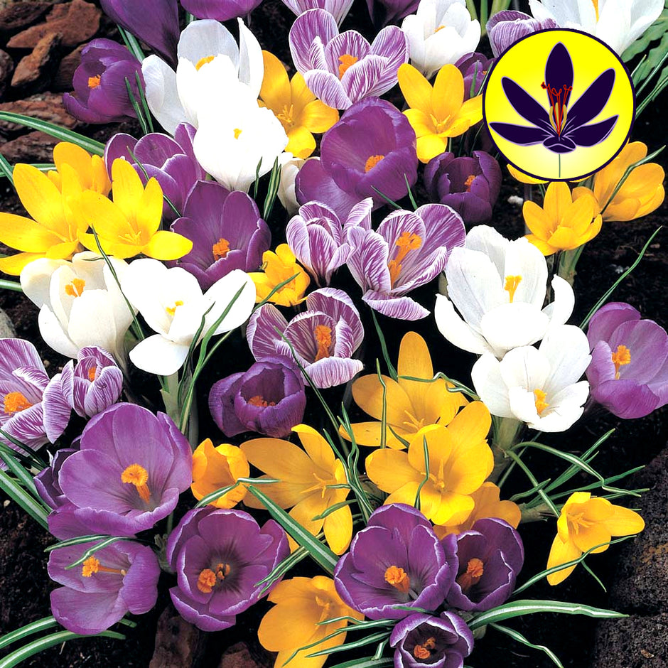 Crocus Bulbs | Purple, Yellow & White Crocuses | Gardeners Dream