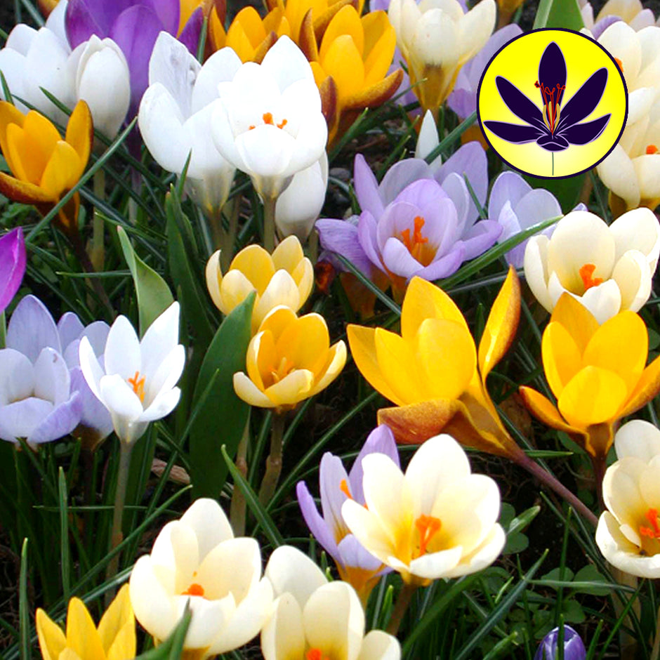 Crocus Bulbs | Purple, Yellow & White Crocuses | Gardeners Dream