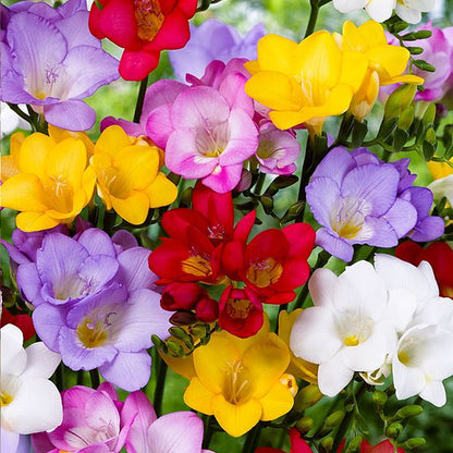Freesia Single-Flowering Garden Mix | Freesia – Gardeners Dream