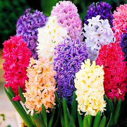 Hyacinth Garden Mix | Hyacinth Bulbs – Gardeners Dream