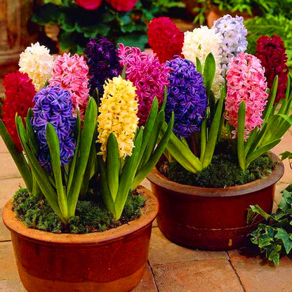 Hyacinth Garden Mix | Hyacinth Bulbs – Gardeners Dream