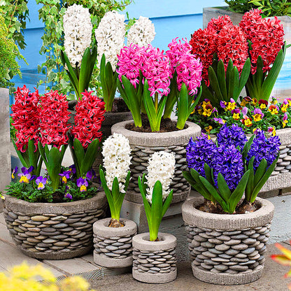 Hyacinth Garden Mix | Hyacinth Bulbs – Gardeners Dream