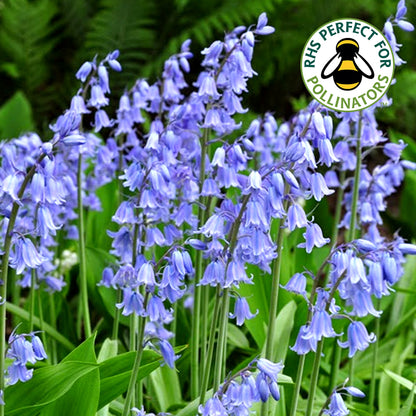 Hyacinthoides non-scripta | English Bluebell – Gardeners Dream