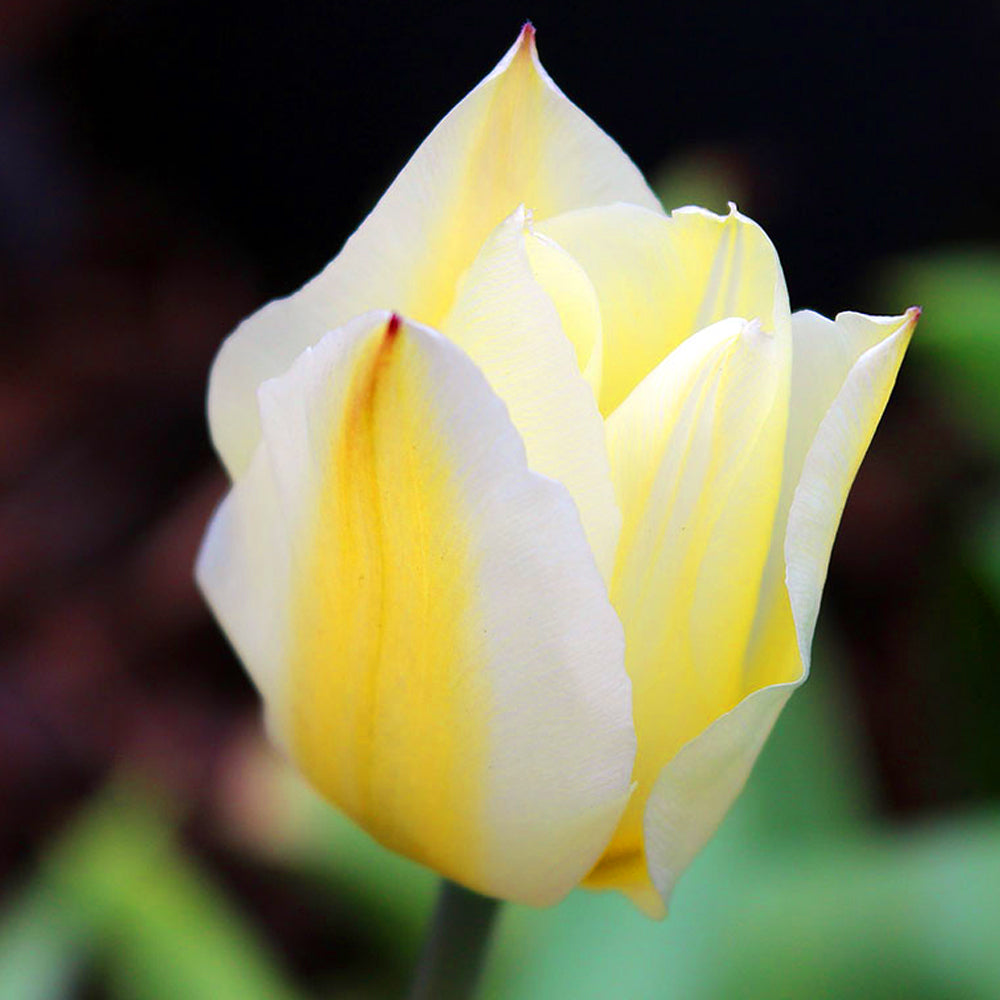 Tulip 'Purissima' | Fosteriana Tulip – Gardeners Dream