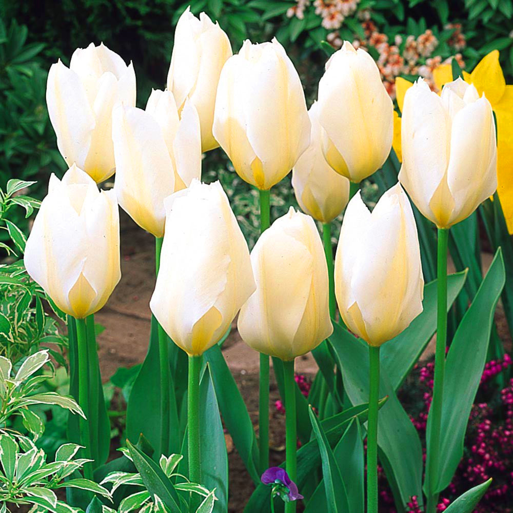 Tulip 'Purissima' | Fosteriana Tulip – Gardeners Dream