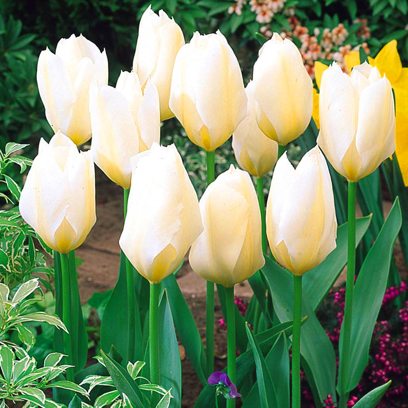 Tulip 'Purissima' | Fosteriana Tulip – Gardeners Dream