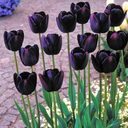 Tulip 'Queen of Night' | Single Late Tulip – Gardeners Dream