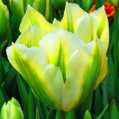Tulip 'Spring Green' | Viridiflora Tulip – Gardeners Dream