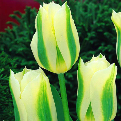 Tulip 'Spring Green' | Viridiflora Tulip – Gardeners Dream