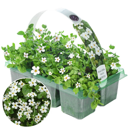Bacopa White Basket Plants | Water Hyssop – Gardeners Dream